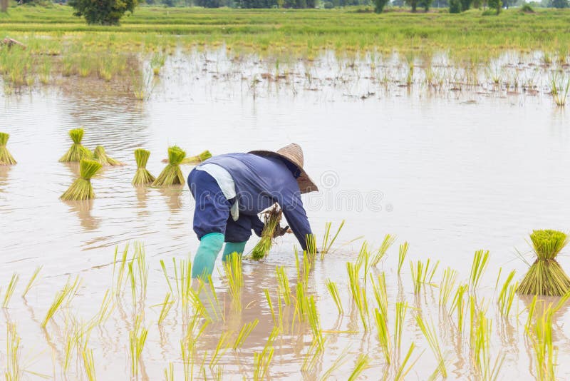 Farmers Transplant Rice Seedlings Editorial Photography - Image of ...