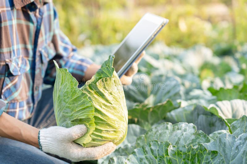 Farmers Use the Main Data Network in the Internet, Agricultural ...