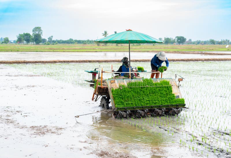 Farmers Use Rice Planters in the Middle of the Rice Fields Stock Photo ...