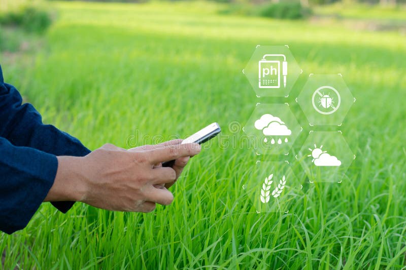 Farmers Use Technology To Check Yield in Rice Fields, a Concept for ...