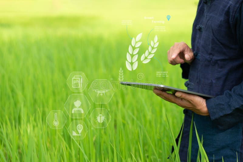 Farmers Use Technology To Monitor Production in Rice Fields Using ...
