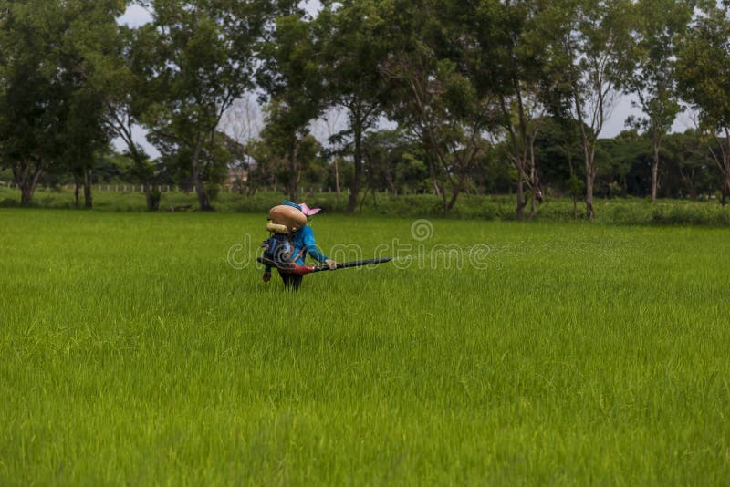 Farmers are Using Sprayer. Spraying Chemicals To Kill Plants in Rice ...