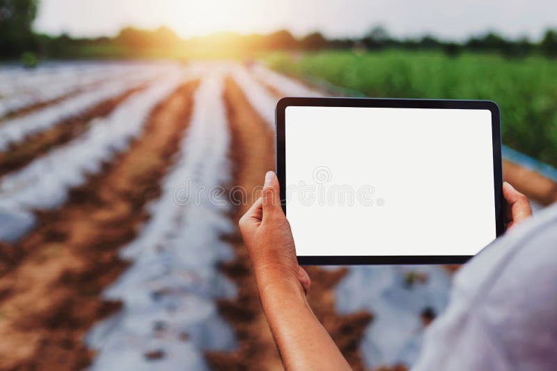Farmers are Using Smart Phone To Inspect Agricultural Plots Stock Image ...
