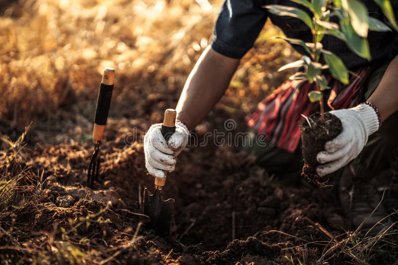Farmers are Using Spades To Dig Holes To Plant Mango Trees Stock Image ...