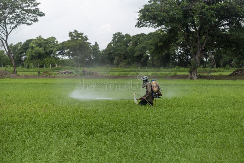 Farmers Get Rid of Insects in Rice Fields Stock Photo - Image of ...