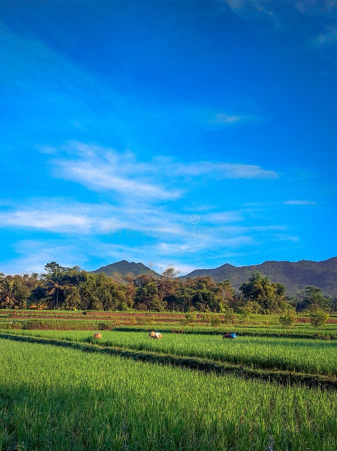 Farmers and the view stock image. Image of sunny, view - 226303769
