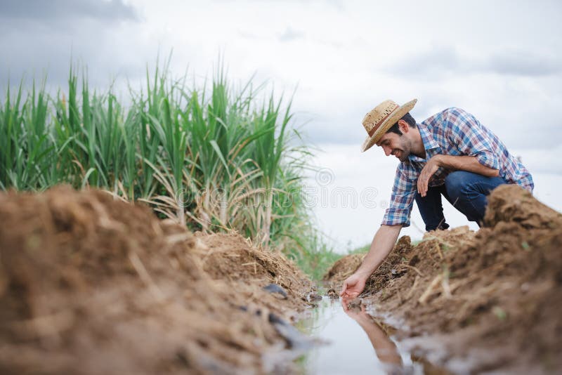 Farmers and Water System Management in Sugarcane Fields Stock Photo ...