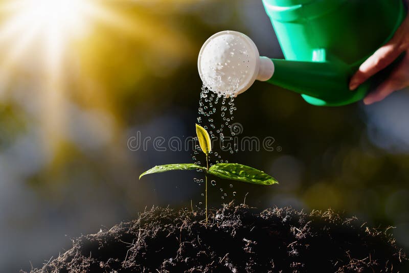 Farmers are Watering Seedlings. Stock Image - Image of irrigation, land ...