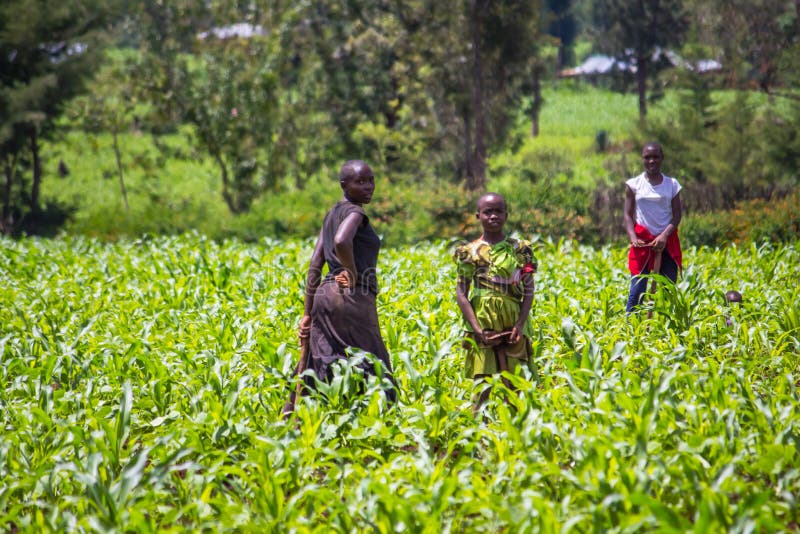 Farmers weeding editorial stock photo. Image of nature - 54387183