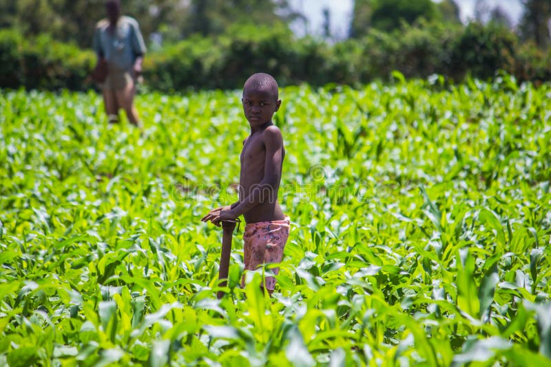 Farmers weeding editorial photography. Image of planting - 54386972