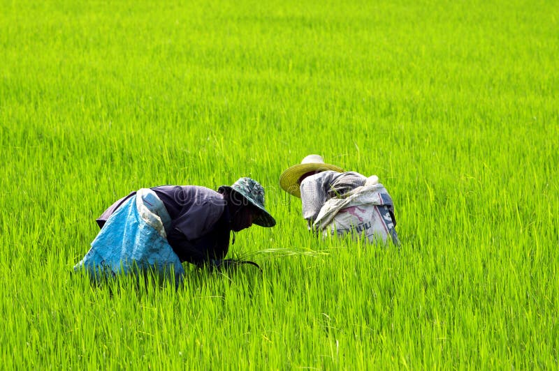 Farmers at Work in the Rice Field Editorial Stock Photo - Image of ...