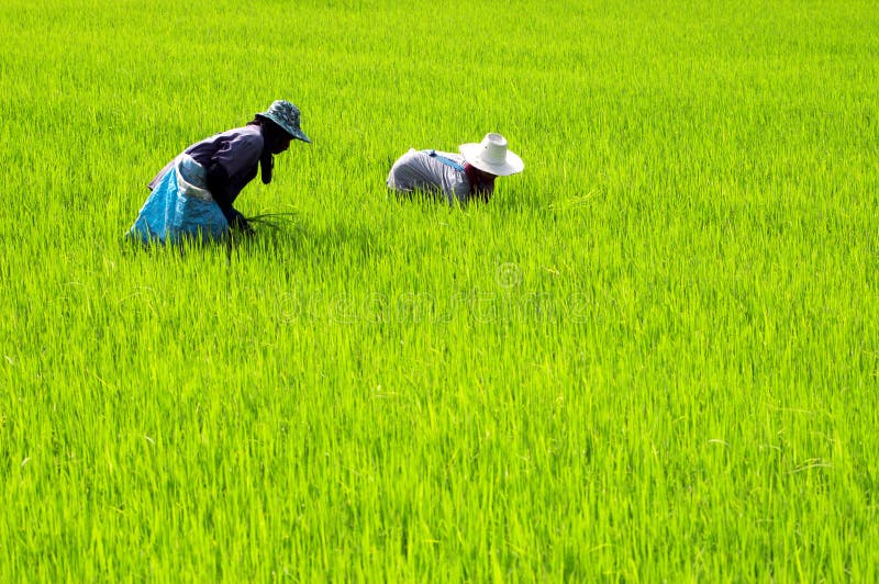 Farmers at work editorial image. Image of meadow, grain - 25208905
