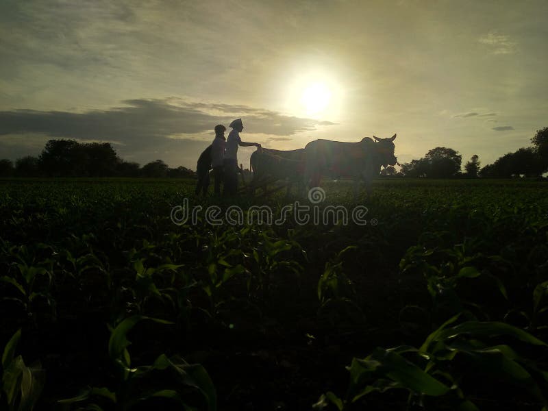 Farmers work in Farm editorial stock photo. Image of farmers - 160876803