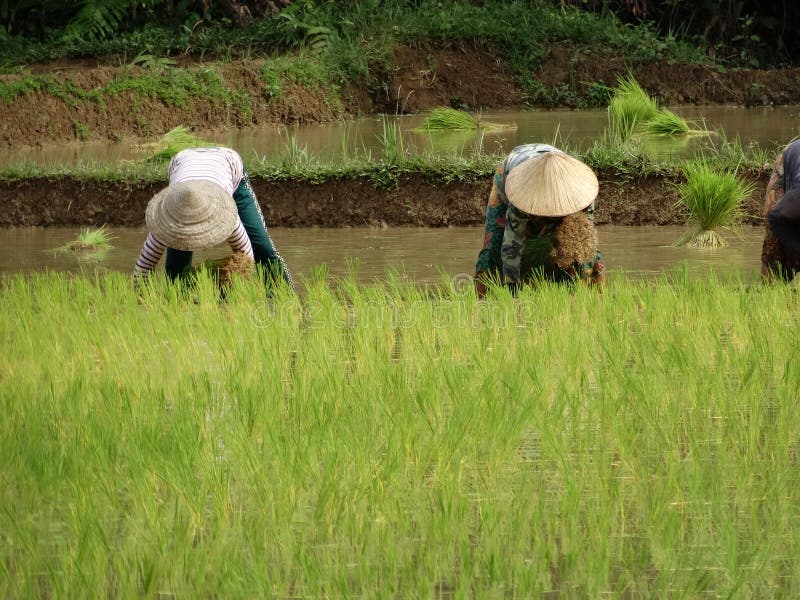 Farmers work at rice field editorial photography. Image of country ...