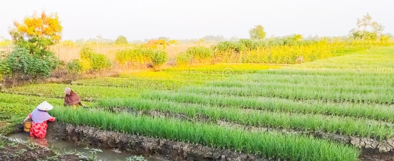 Farmers Work at Shallot Field in Losari, Brebes, Central Java ...