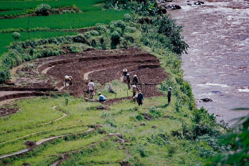 Farmers Work Together in the Fields Stock Image - Image of together ...