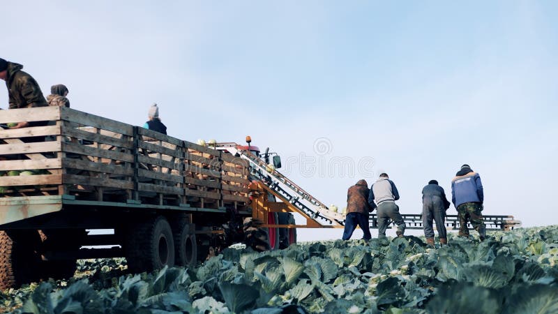 Top View of a Conveyor Tractor during Cabbage Harvesting Stock Video ...