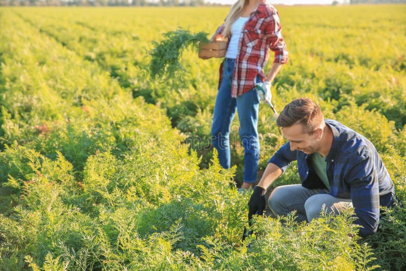 Farmers working in field stock photo. Image of countryside - 151265026
