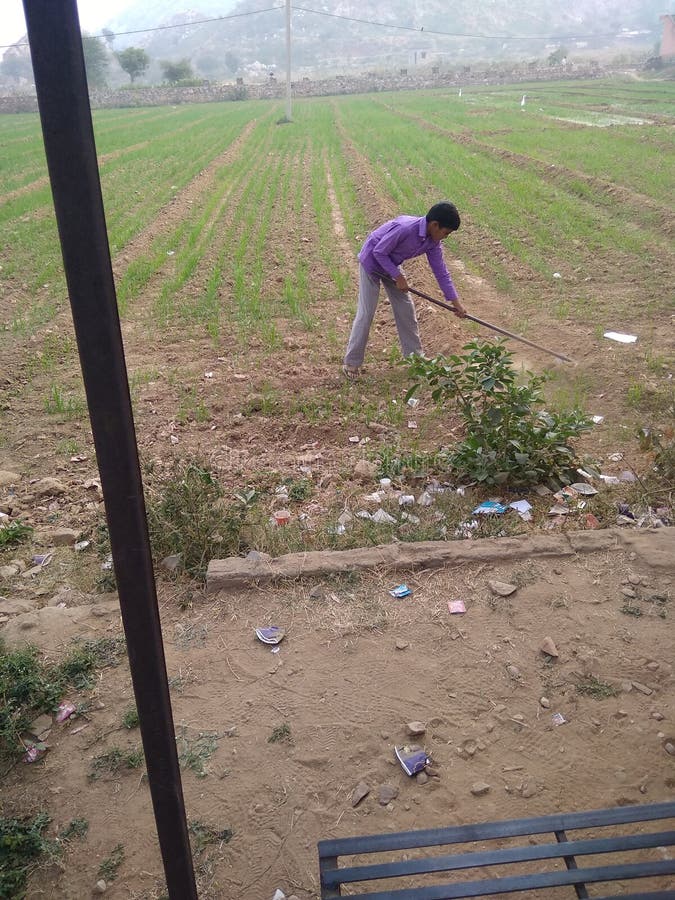 Farmers Working in Field in India Editorial Photo - Image of beautiful ...