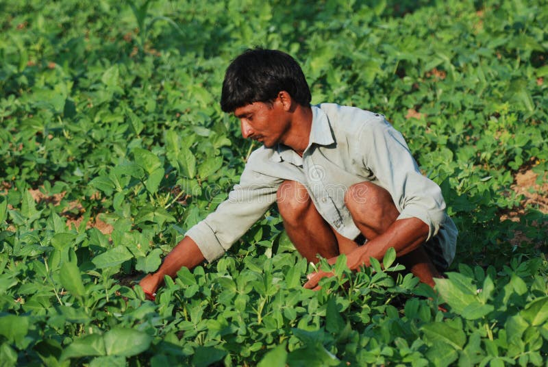 497 Groundnut Growing Soil Stock Photos - Free & Royalty-Free Stock ...