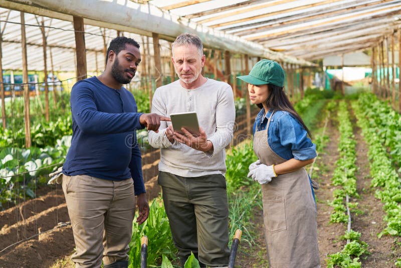Farmers Working Over Tablet Computer in Organic Farm Stock Photo ...