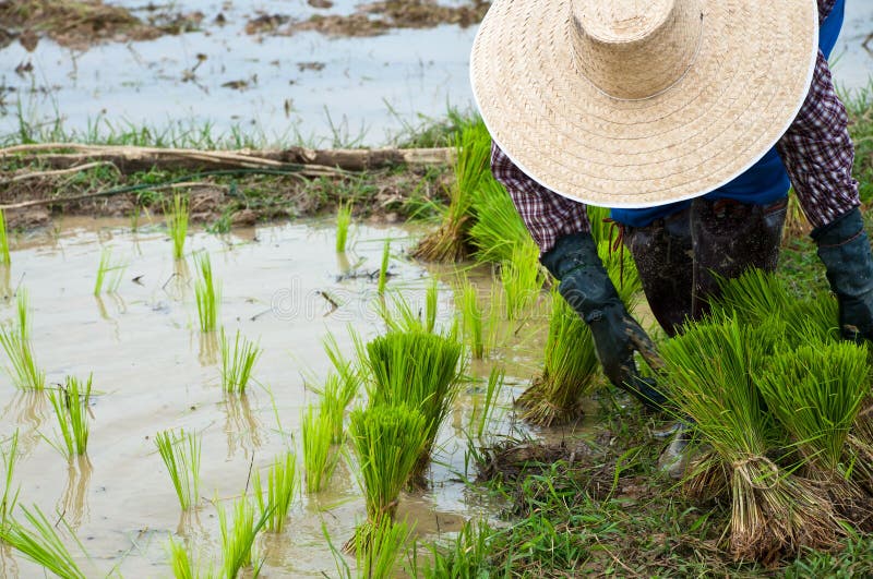 Farmer Harvesting the Crop in Egypt Editorial Stock Image - Image of ...