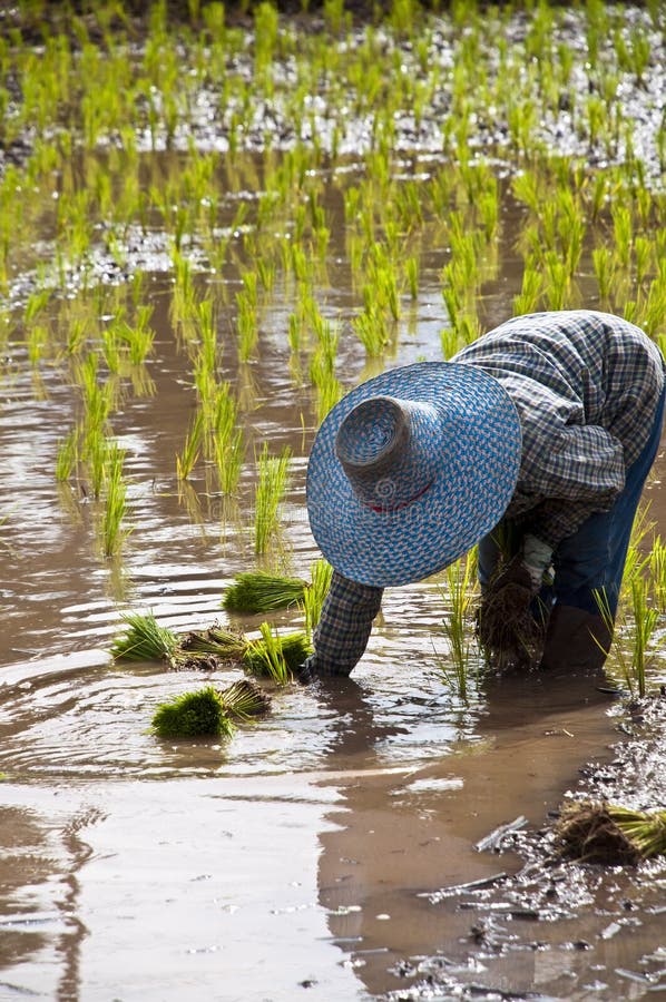 Farmers Working Planting Rice Stock Image - Image of farmers, farm ...