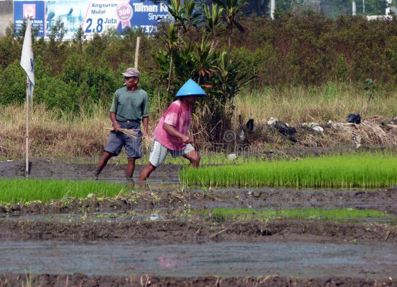 Farmers editorial stock photo. Image of indonesia, central - 67317843