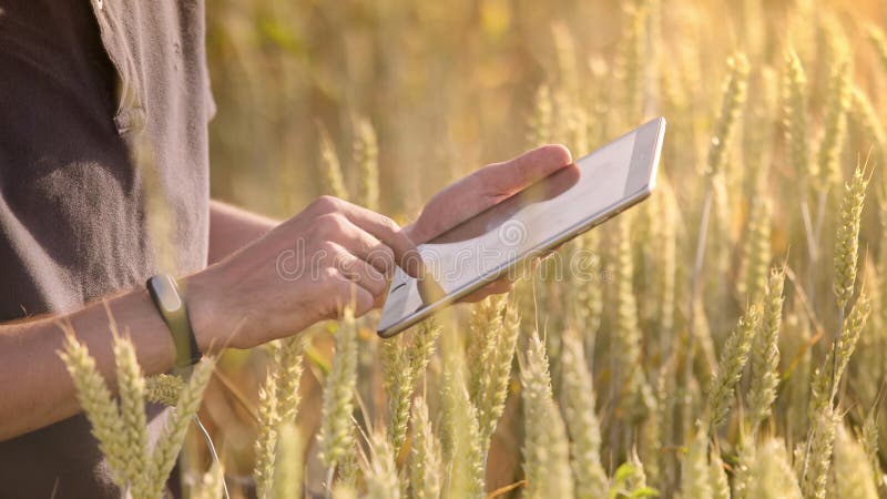 Farmerusing Tablet in Wheat Field. Scientist Working with Agriculture ...