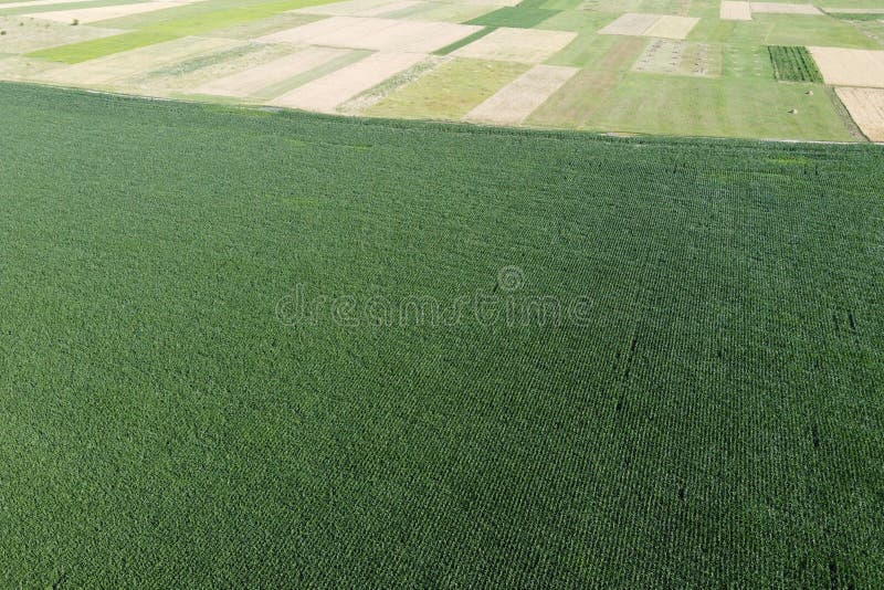 Farmfields from a Bird`s Eye View. Crops of Corn, Landscape Stock Photo ...