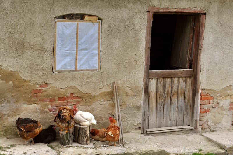 Farmhouse with hens stock image. Image of agriculture - 26016651