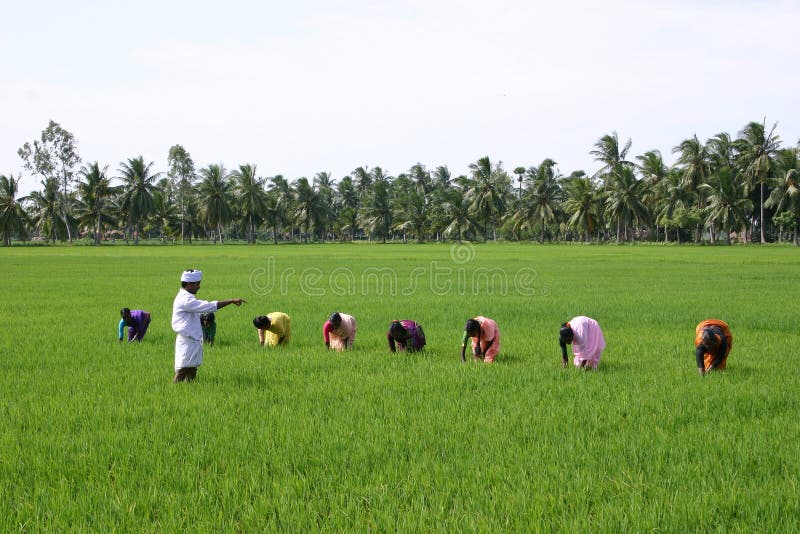 Farming stock image. Image of paddy, farmer, agriculture - 572857