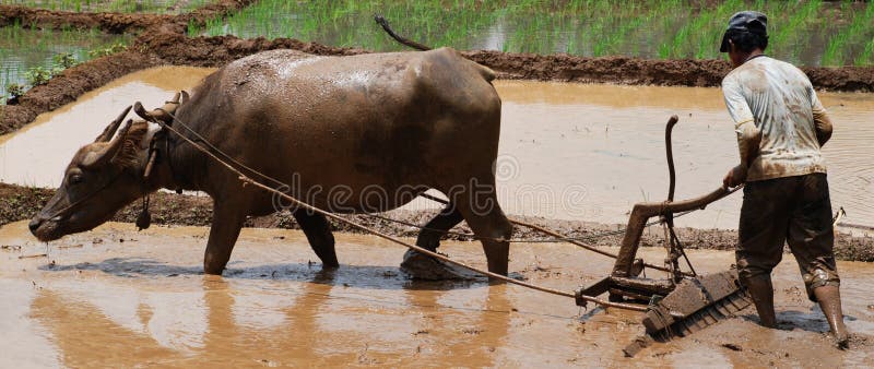 Farming activity editorial image. Image of traditional - 13261735