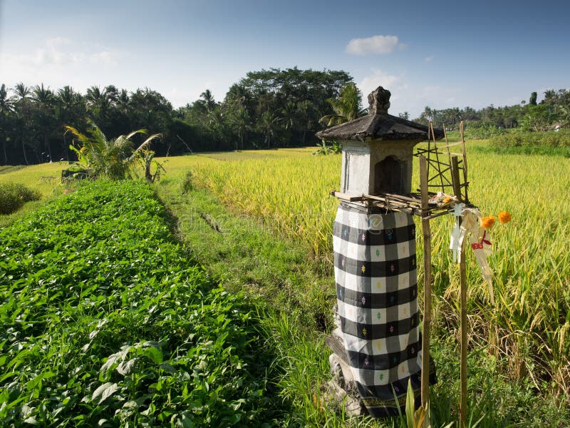 Farming, Bali, Indonesia stock photo. Image of summer - 63029568