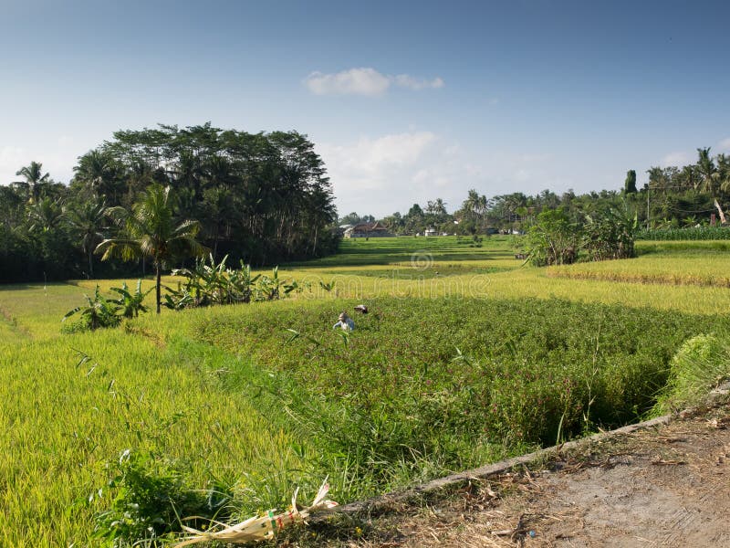 Farming, Bali, Indonesia stock image. Image of indonesia - 63029627