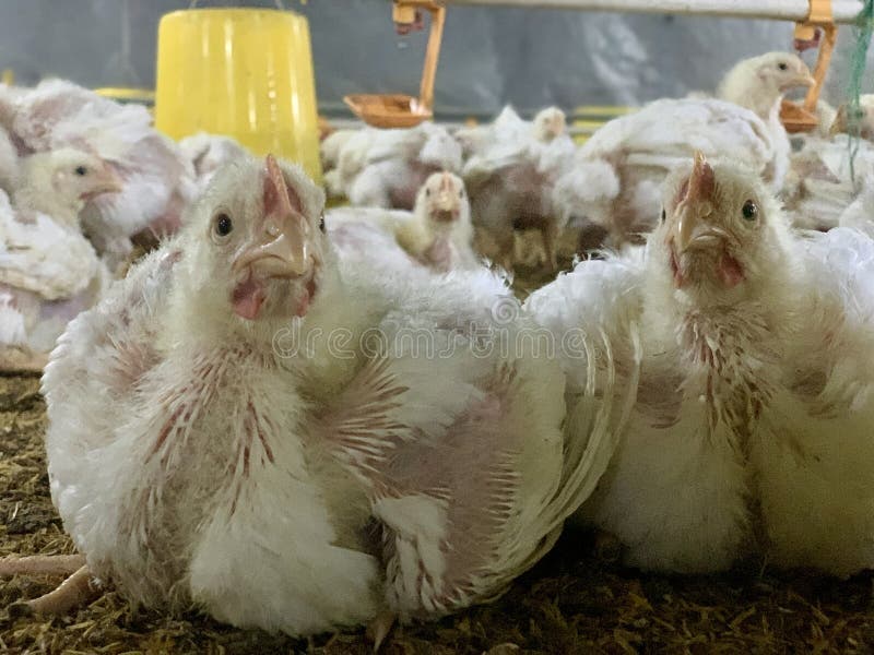 Farming Broiler Chick stock image. Image of broiler - 342483481