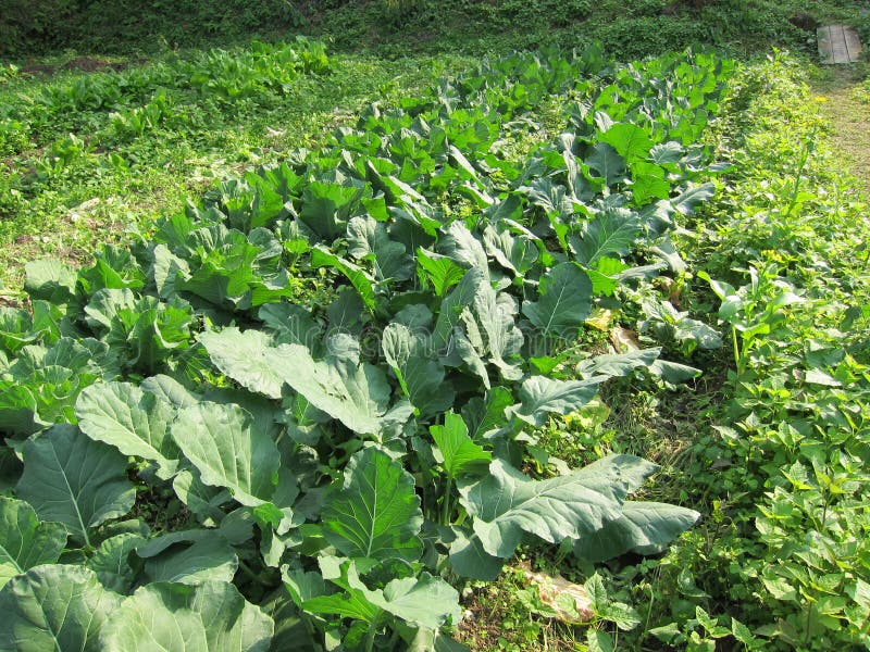 Farming Cabbages stock image. Image of industry, tasty - 18348449