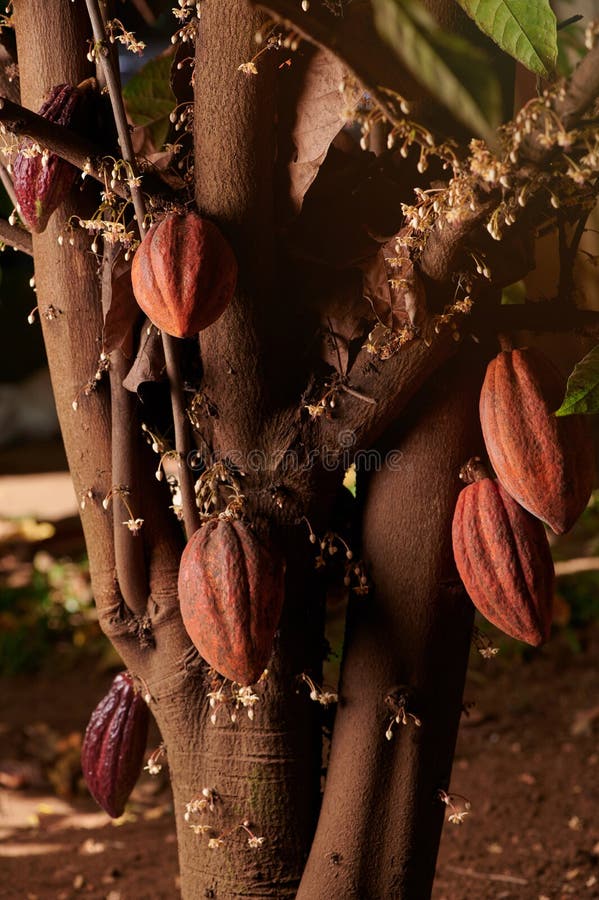 Farming cacao pods theme stock photo. Image of crop - 173371816
