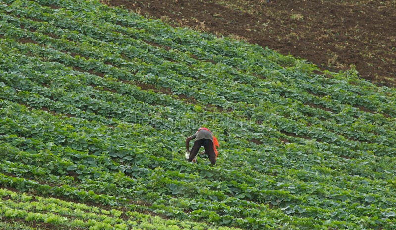 Farming in the Caribbean stock image. Image of dirt, land - 463303