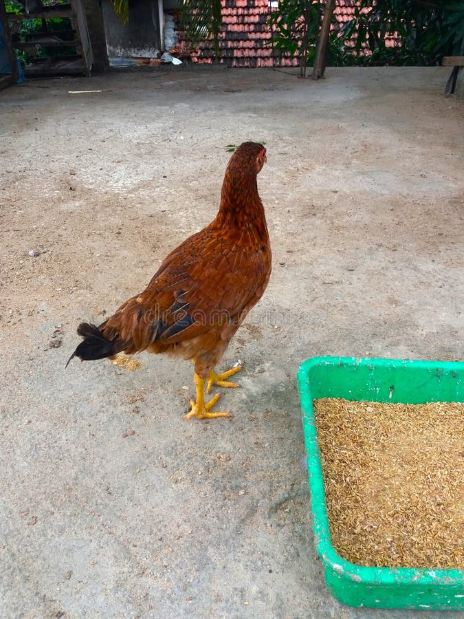 The Farming of Chickens, Standing Back Side, Hen Five Month Old Hen ...