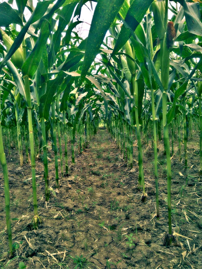 Farming corn stock image. Image of popcorn, corn, green - 99563643