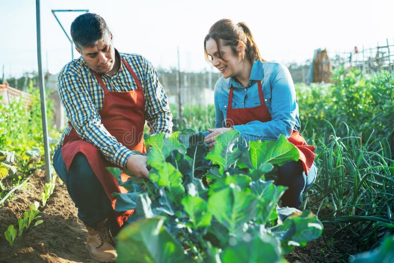 Farming Couple Examining a Broccoli Plant in a Cultivated Field Stock ...