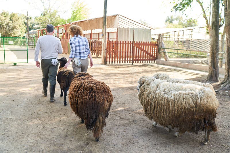 Farming Couple Walking with Sheep at Farm Stock Photo - Image of ...