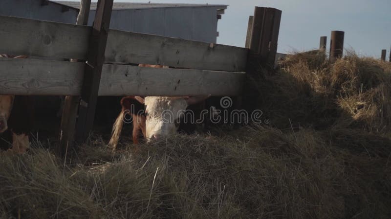 The Bull in the Paddock Eats Hay Stock Video - Video of farming, brown ...