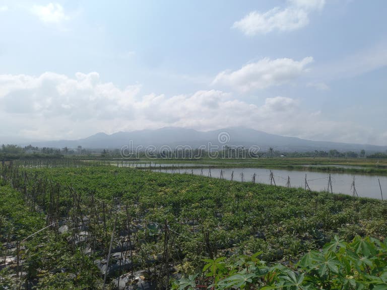 Farming Diversification in Garut Regency, West Java, Indonesia Stock ...