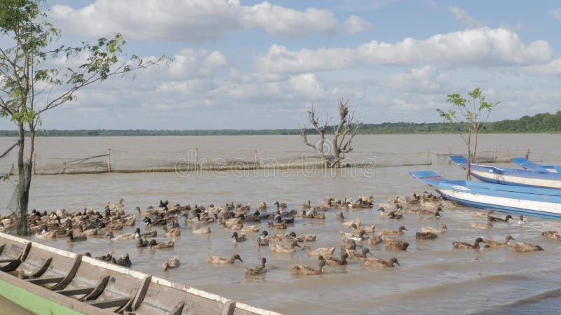Farming Ducks in Open Water Stock Footage - Video of furry, ducks ...