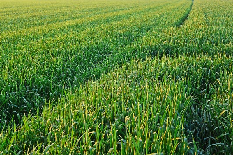 Farming stock image. Image of nature, scenery, land, outdoor - 41035565