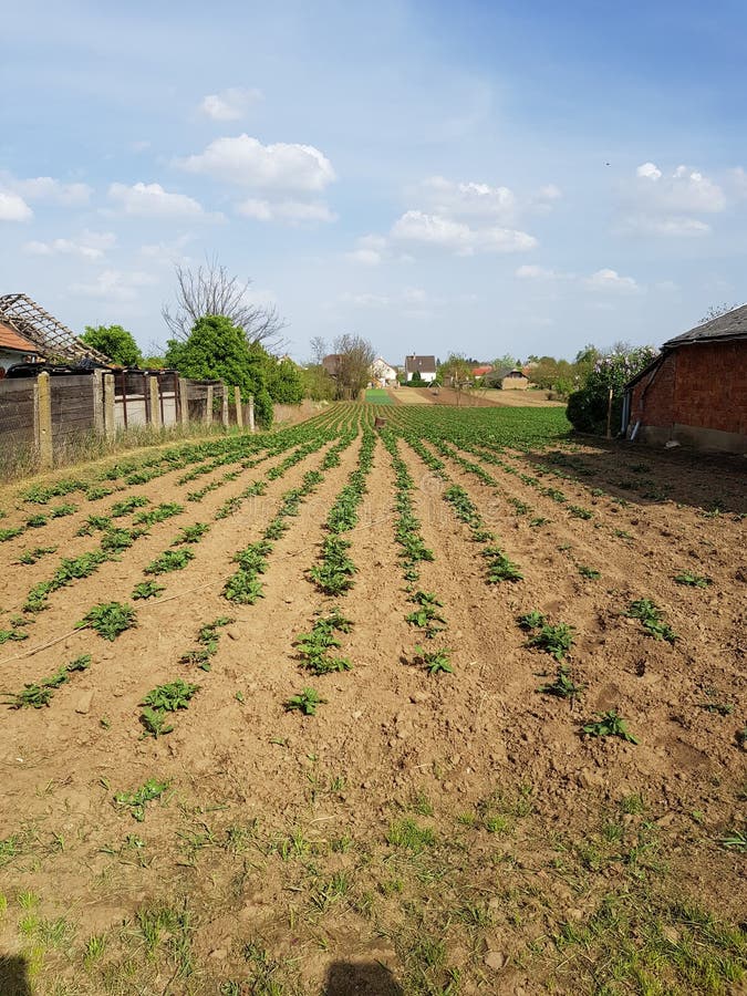 Farming stock image. Image of potato, village, field - 145857957