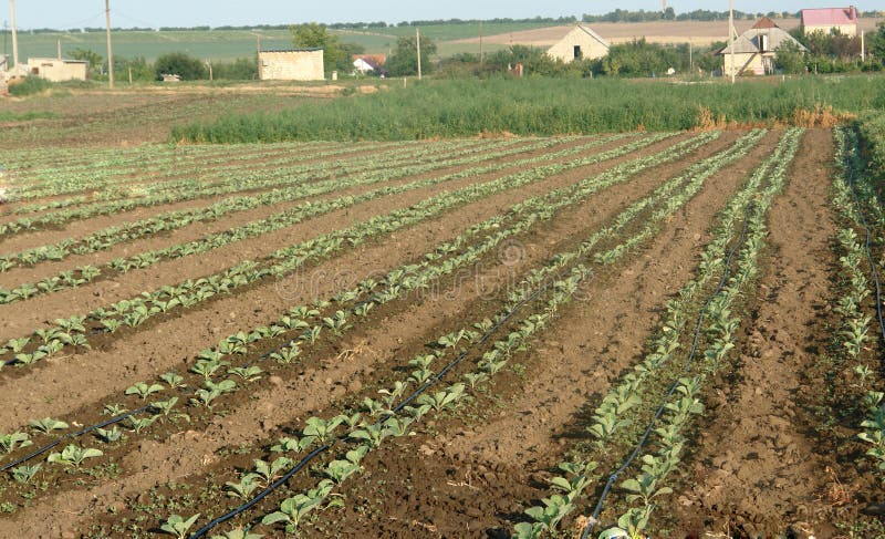 Farming field stock photo. Image of fresh, leaf, diet - 28887692
