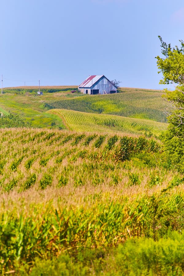 Farming Field of Corn Field Rows and Old Barn Stock Photo - Image of ...